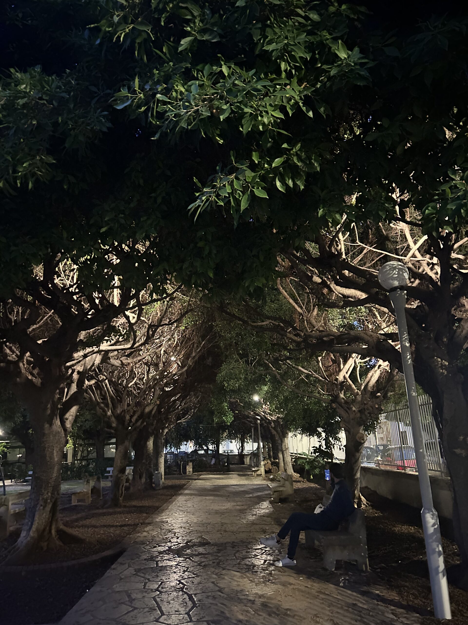 Jesuit Gardens Tree Canopy Lighting – Light Reach
